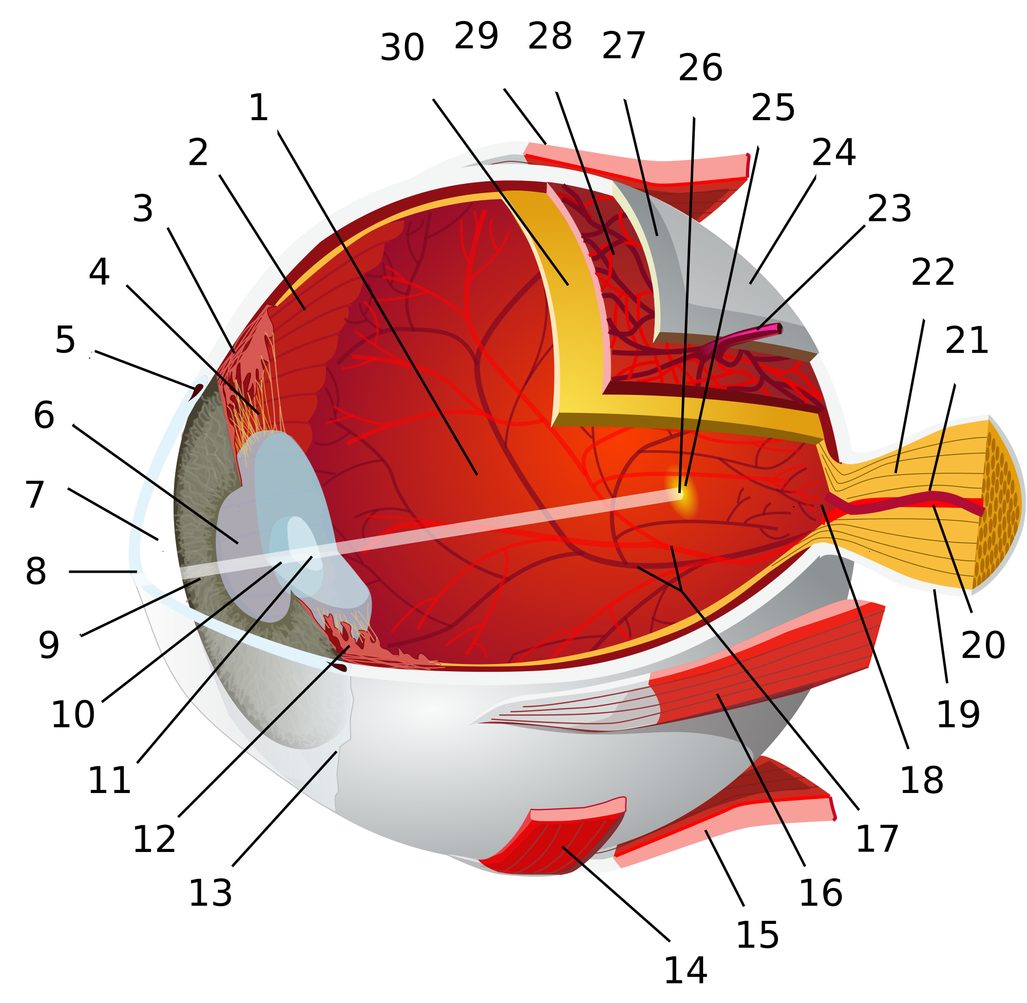 Cómo es el ojo | Centro Óptico Carolinas